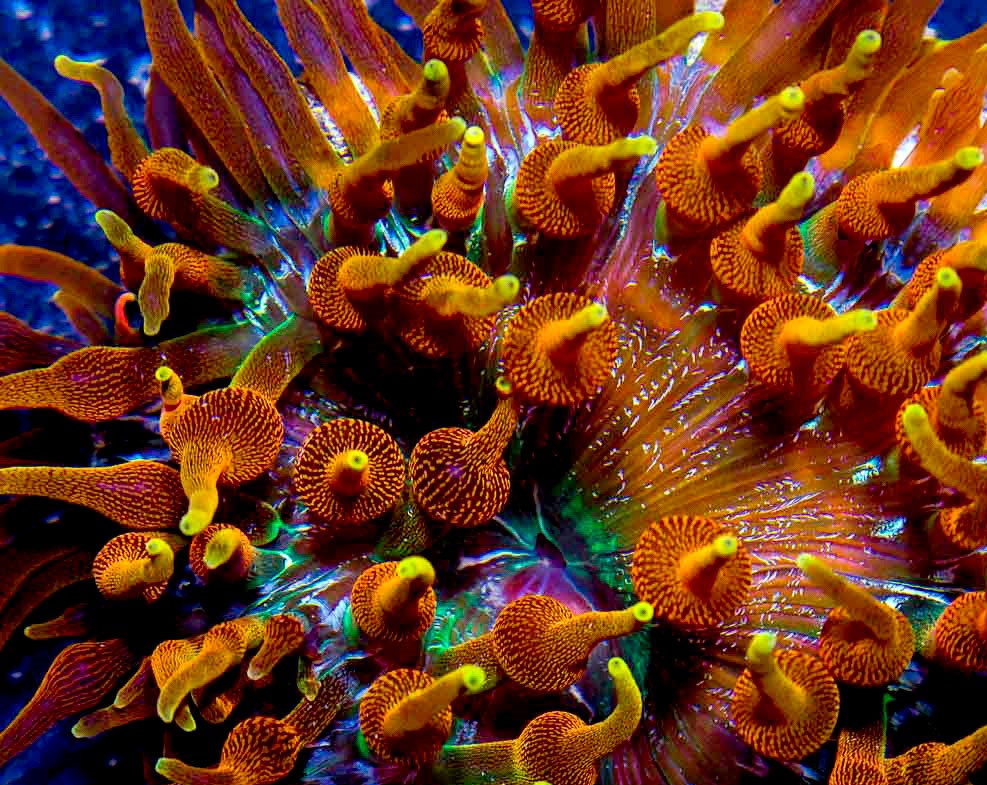 Colorado Sunburst Anemone "CSB" – Tropic Sunset Aquatics